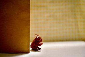 ゴキブリの種類は4種のどれかで決まり！見分け方と種類別の駆除方法｜ワタシト