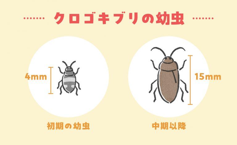小さいゴキブリみたいな虫の正体は？駆除・対処方法を徹底解説｜ワタシト